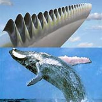 Humpback Whale Inspires Wind Turbines - MoreInspiration