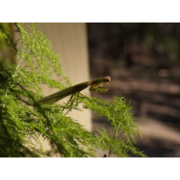 SPARK programs robots with insect perception - MoreInspiration