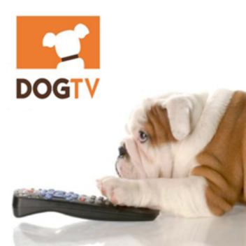 TV channel for dogs - MoreInspiration