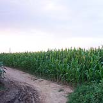 Inserting Weed Genes To Protect Crops From Global Warming - MoreInspiration