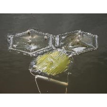 "Clean Energy" From Algae Grown in Waste Water - MoreInspiration