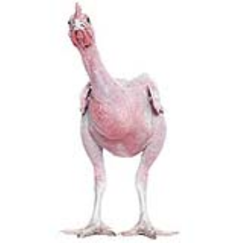 Featherless Chickens - MoreInspiration