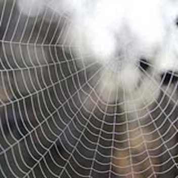 Spider silk violin strings make amazing sound - MoreInspiration